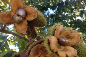 Creamy Chestnut Soup Kastana - California Greek Girl — California Greek ...