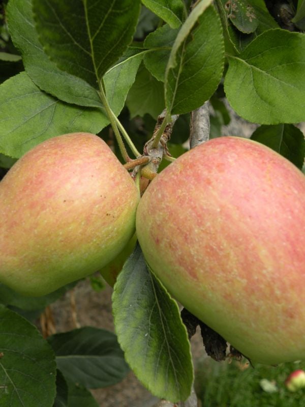 Heirloom Apple Harvest Cooking Class - October 5 - California Greek ...