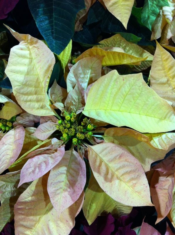 Poinsettias from the Paul Ecke Ranch in Encinitas, California ...