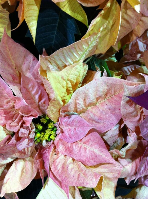 Poinsettias from the Paul Ecke Ranch in Encinitas, California ...