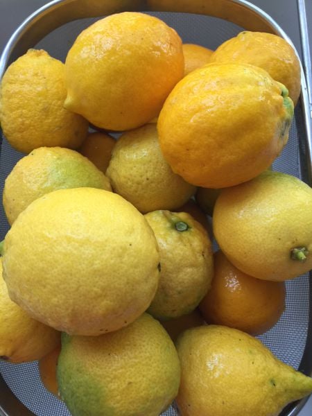 Preserving Lemons in Salt - California Greek Girl — California Greek Girl